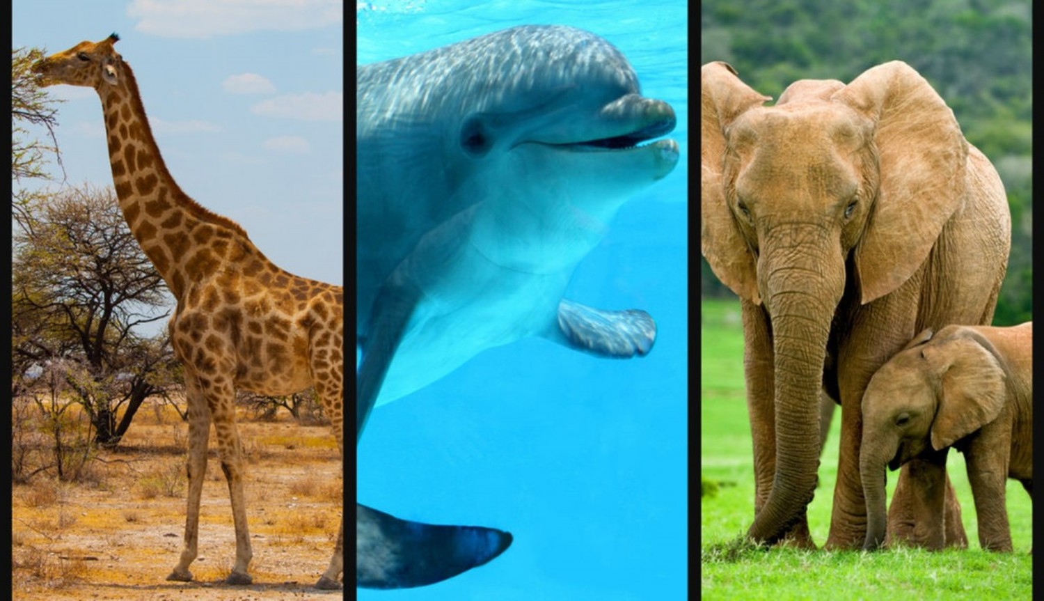 ¿Sabías Que Tu Animal Favorito Puede Decir Mucho De Tu Personalidad ... ¿Sabías Que Tu Animal Favorito Puede Decir Mucho De Tu Personalidad ...