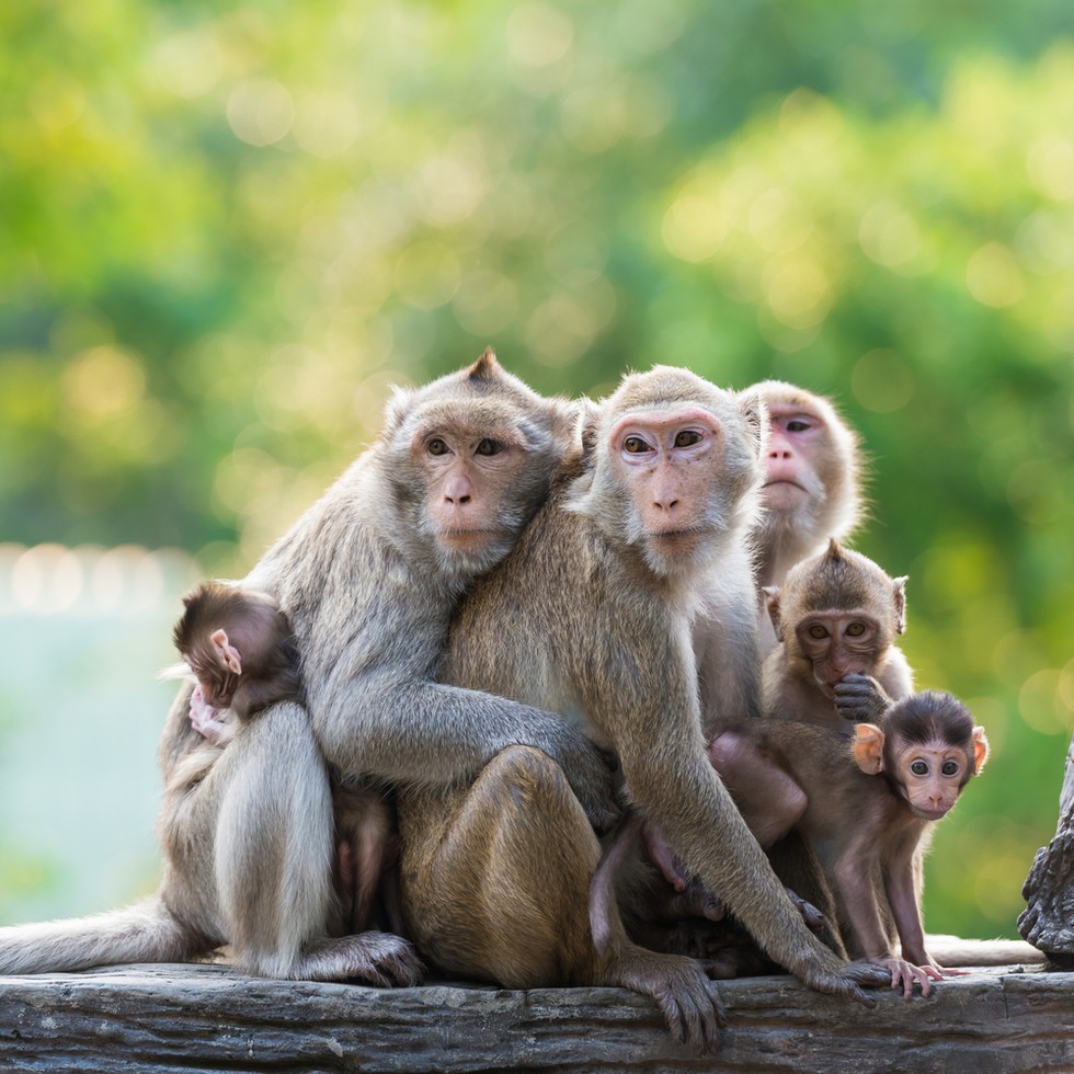 ¿Sabías Que Tu Animal Favorito Puede Decir Mucho De Tu Personalidad ... ¿Sabías Que Tu Animal Favorito Puede Decir Mucho De Tu Personalidad ...