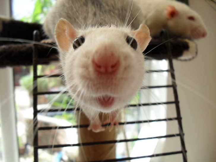 ¿Ratas De Mascotas? Si Nunca Lo Imaginaste, Mira Estas Tiernas Imágenes ...
