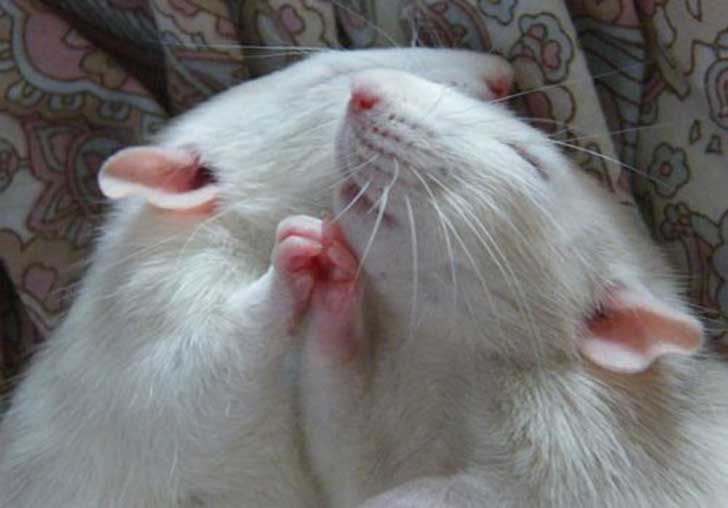¿Ratas De Mascotas? Si Nunca Lo Imaginaste, Mira Estas Tiernas Imágenes ...
