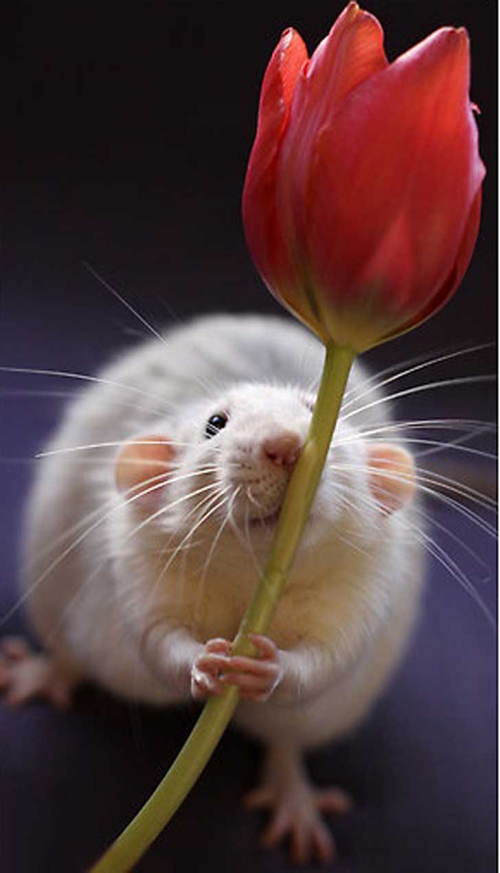 ¿Ratas De Mascotas? Si Nunca Lo Imaginaste, Mira Estas Tiernas Imágenes ...