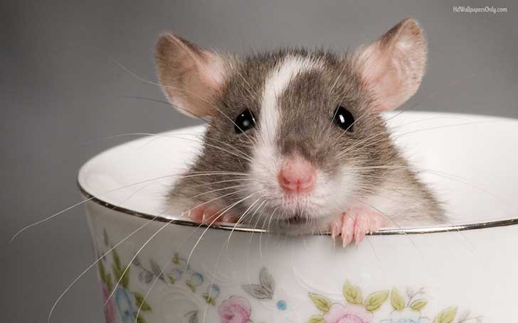 ¿Ratas De Mascotas? Si Nunca Lo Imaginaste, Mira Estas Tiernas Imágenes ...