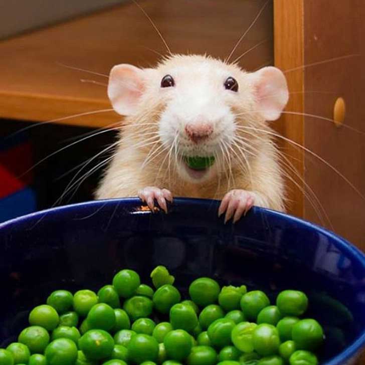 ¿Ratas De Mascotas? Si Nunca Lo Imaginaste, Mira Estas Tiernas Imágenes ...