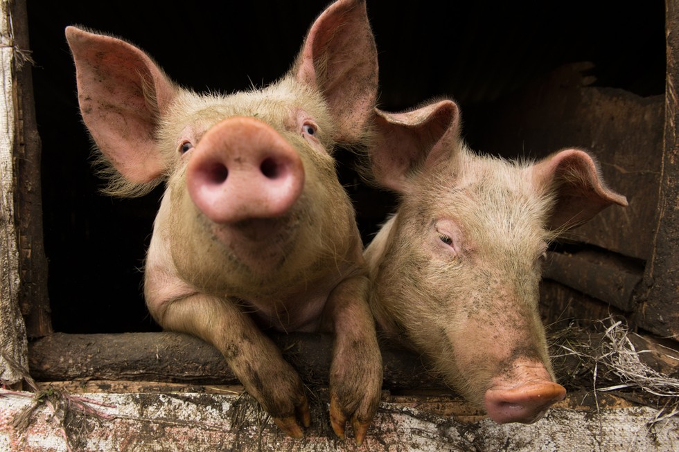 ¿Sabías Que Tu Animal Favorito Puede Decir Mucho De Tu Personalidad ... ¿Sabías Que Tu Animal Favorito Puede Decir Mucho De Tu Personalidad ...
